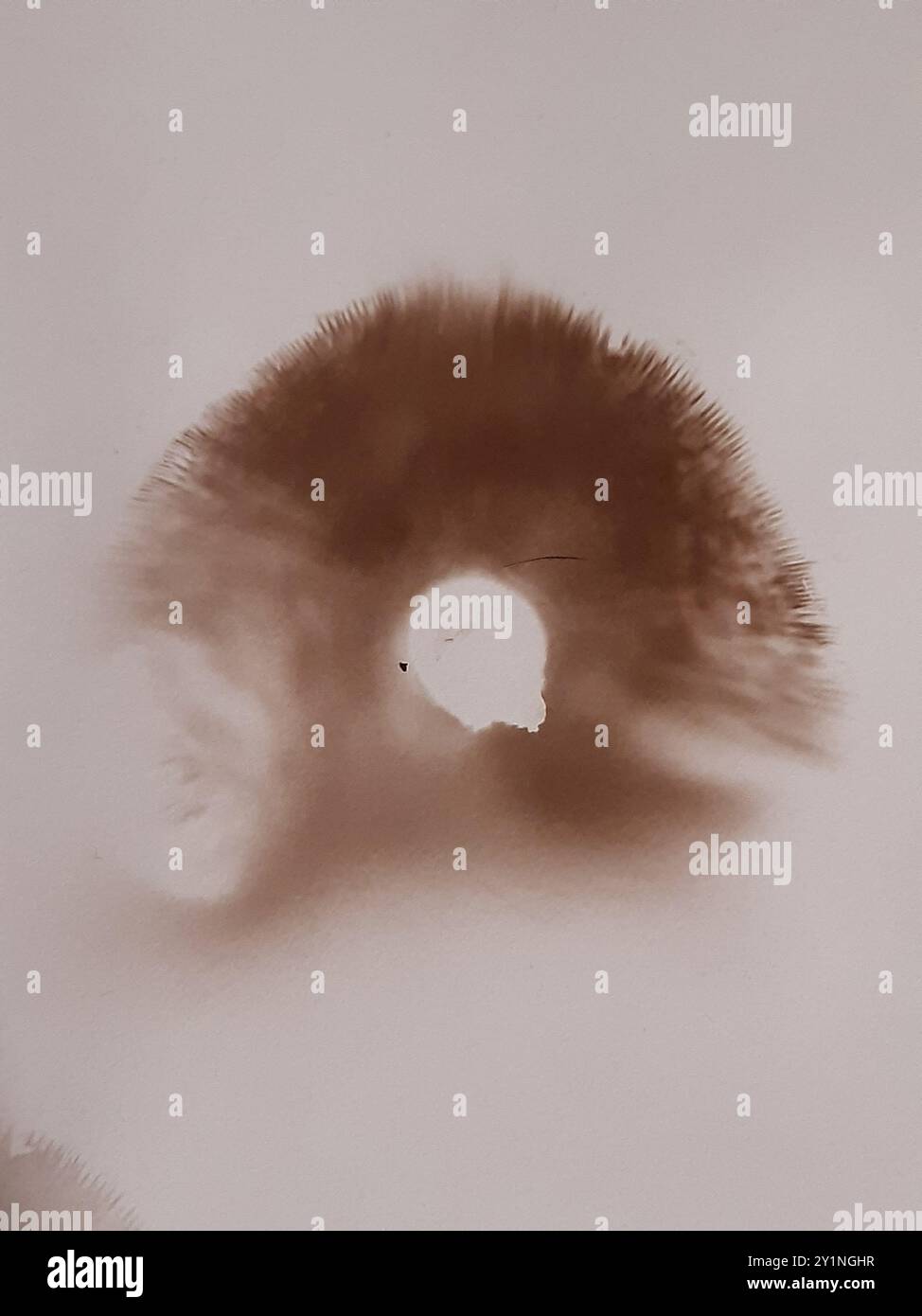 Tawaka (Cyclocybe parasitica) Fungi Stock Photo - Alamy