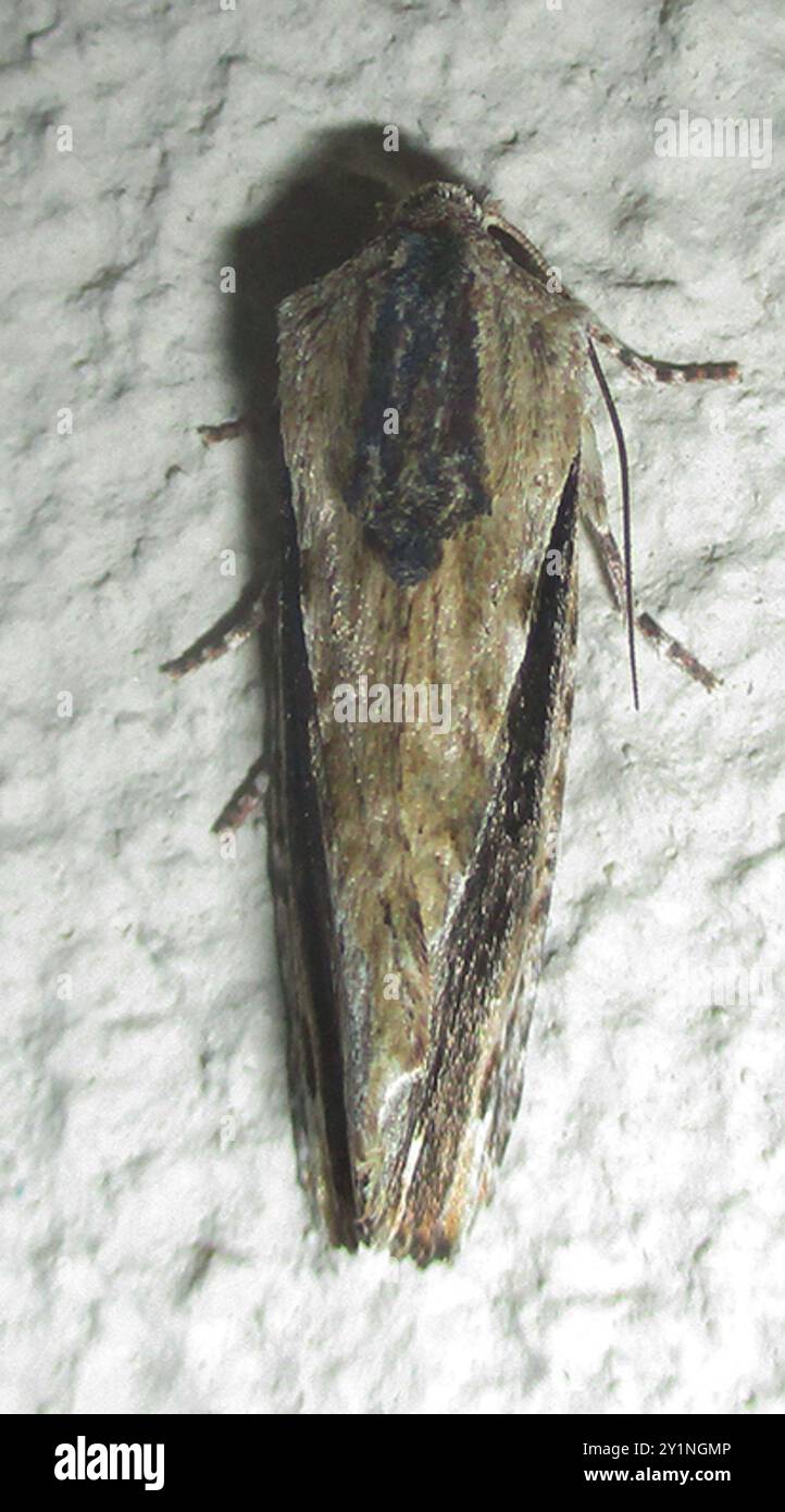 (Magusa versicolora) Insecta Stock Photo - Alamy