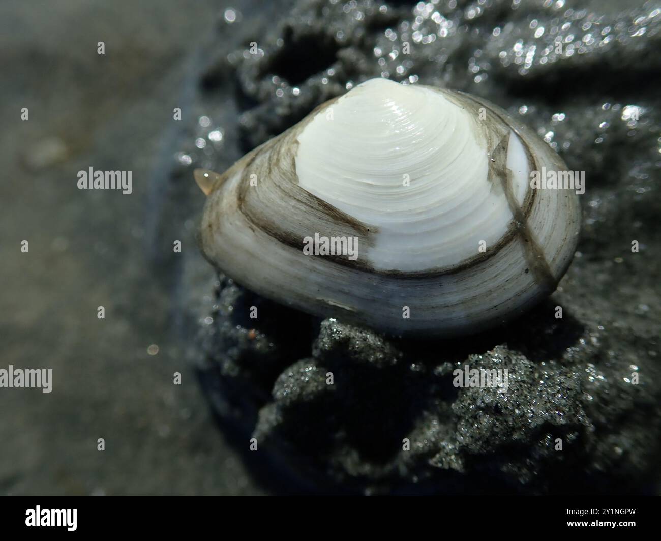 Bent-nosed Clam (Macoma nasuta) Mollusca Stock Photo - Alamy