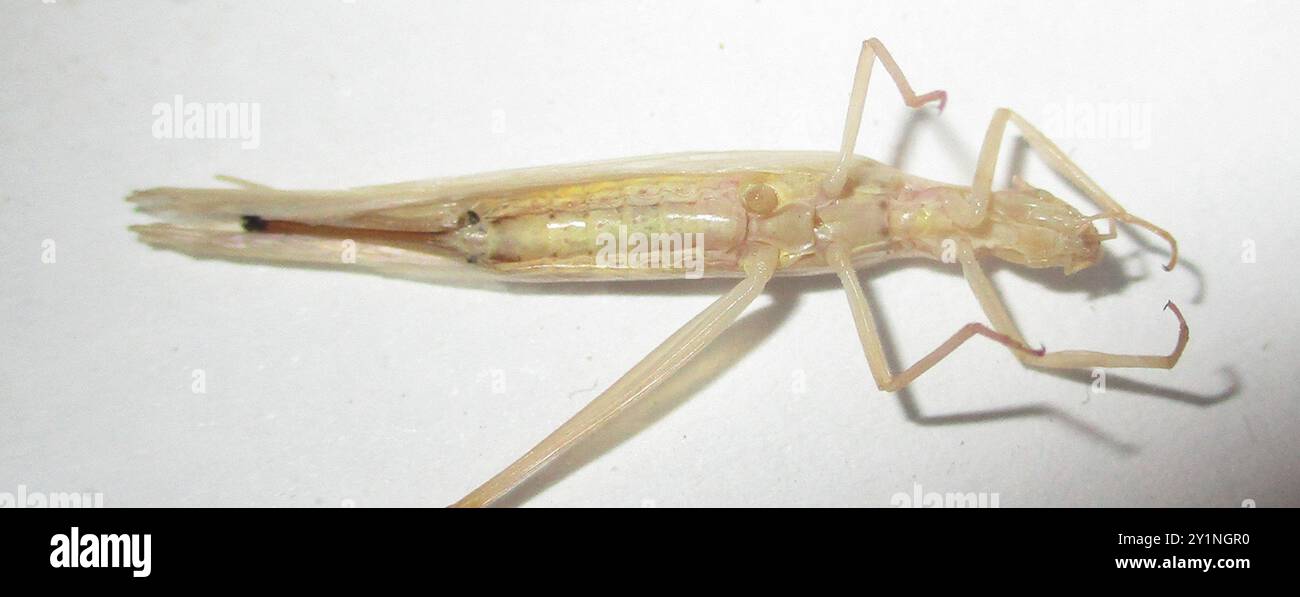 Common Tree Crickets (Oecanthus) Insecta Stock Photo - Alamy