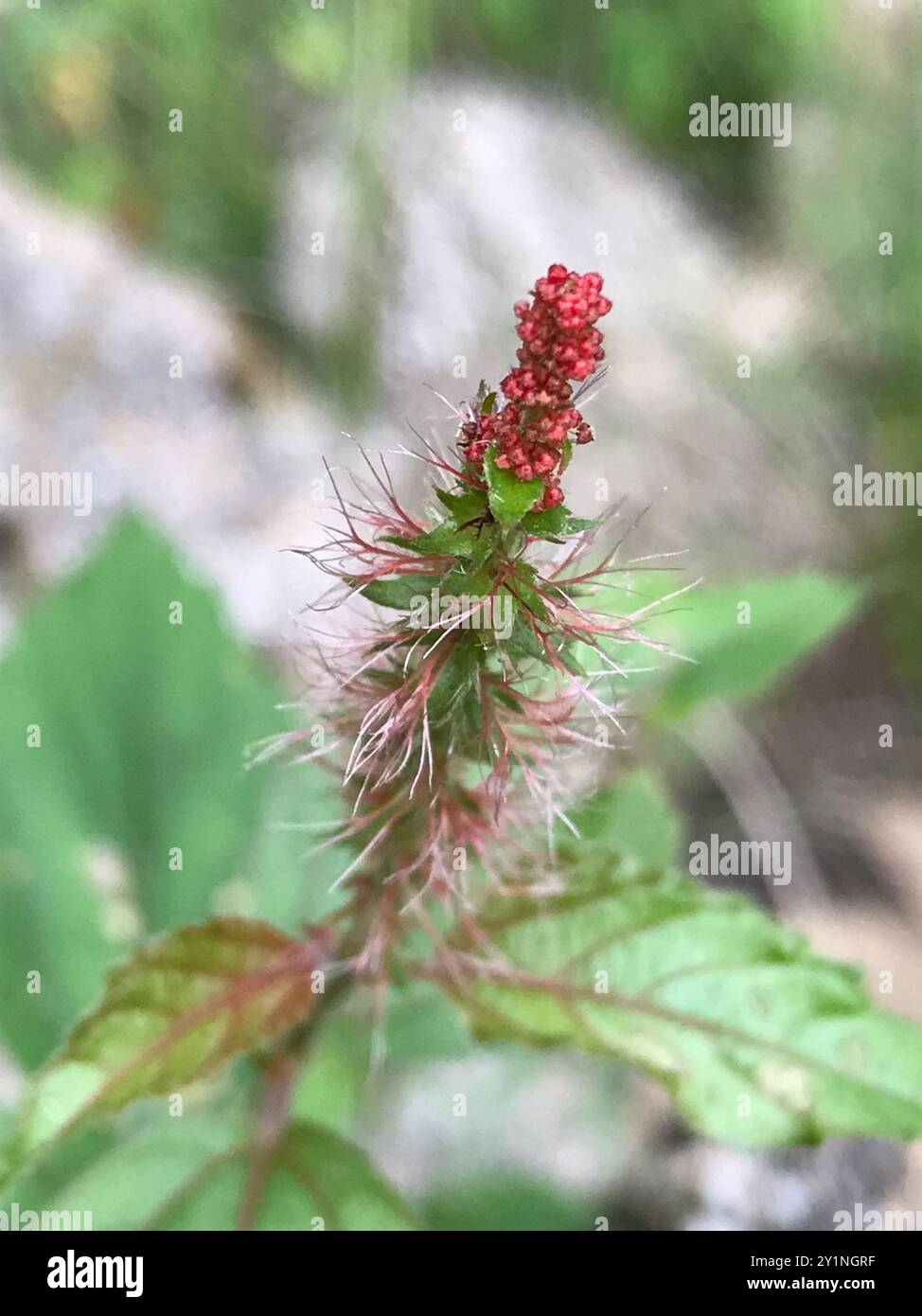 shrubby copperleaf (Acalypha phleoides) Plantae Stock Photo - Alamy