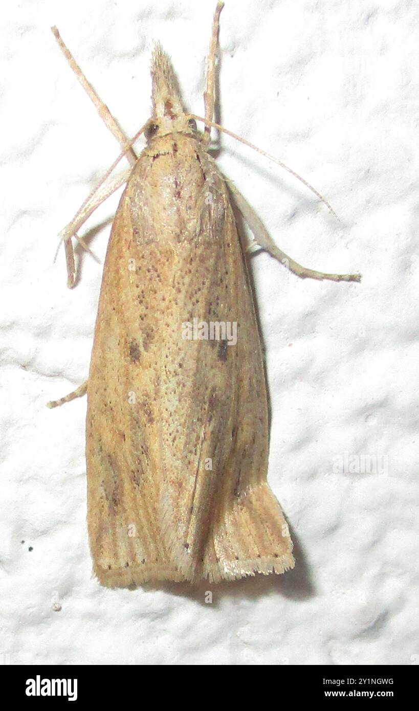 Sorghum Stem Borer (Chilo partellus) Insecta Stock Photo - Alamy