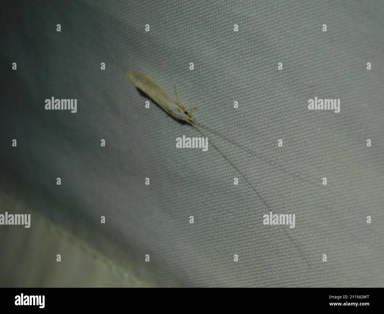 White Miller Caddisflies (Nectopsyche) Insecta Stock Photo - Alamy