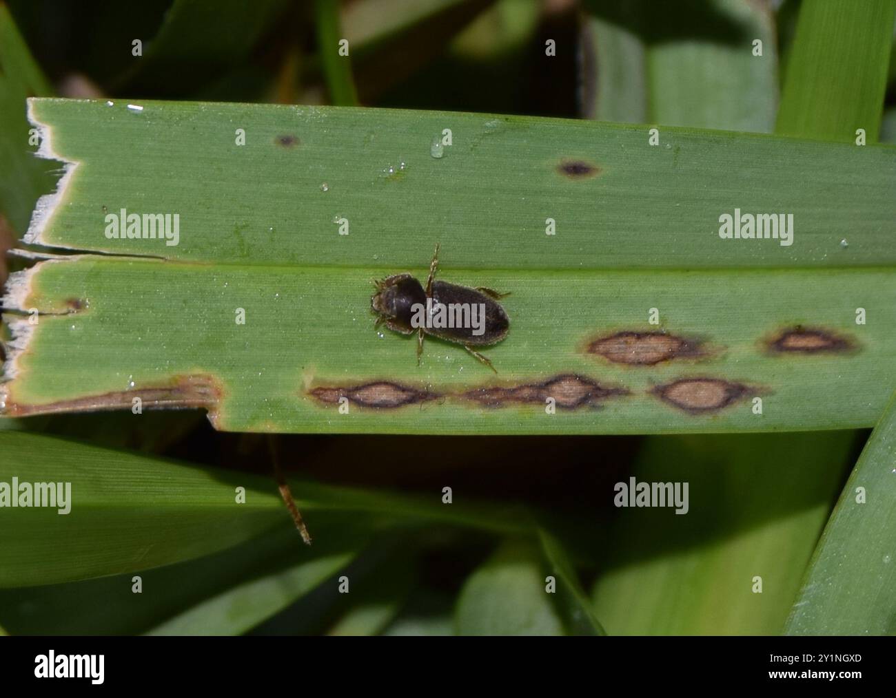Variegated Mud-loving Beetles (Heteroceridae) Insecta Stock Photo - Alamy