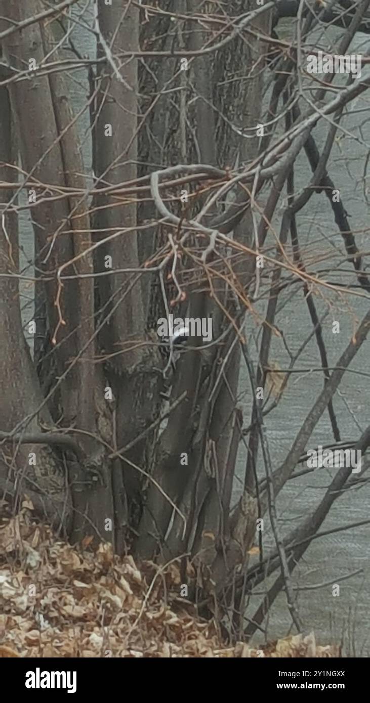 Dryobates Woodpeckers (Dryobates) Aves Stock Photo - Alamy