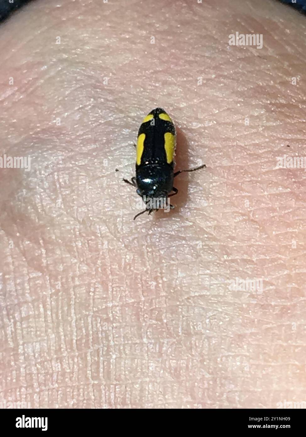 Redbud Borer (Ptosima gibbicollis) Insecta Stock Photo - Alamy