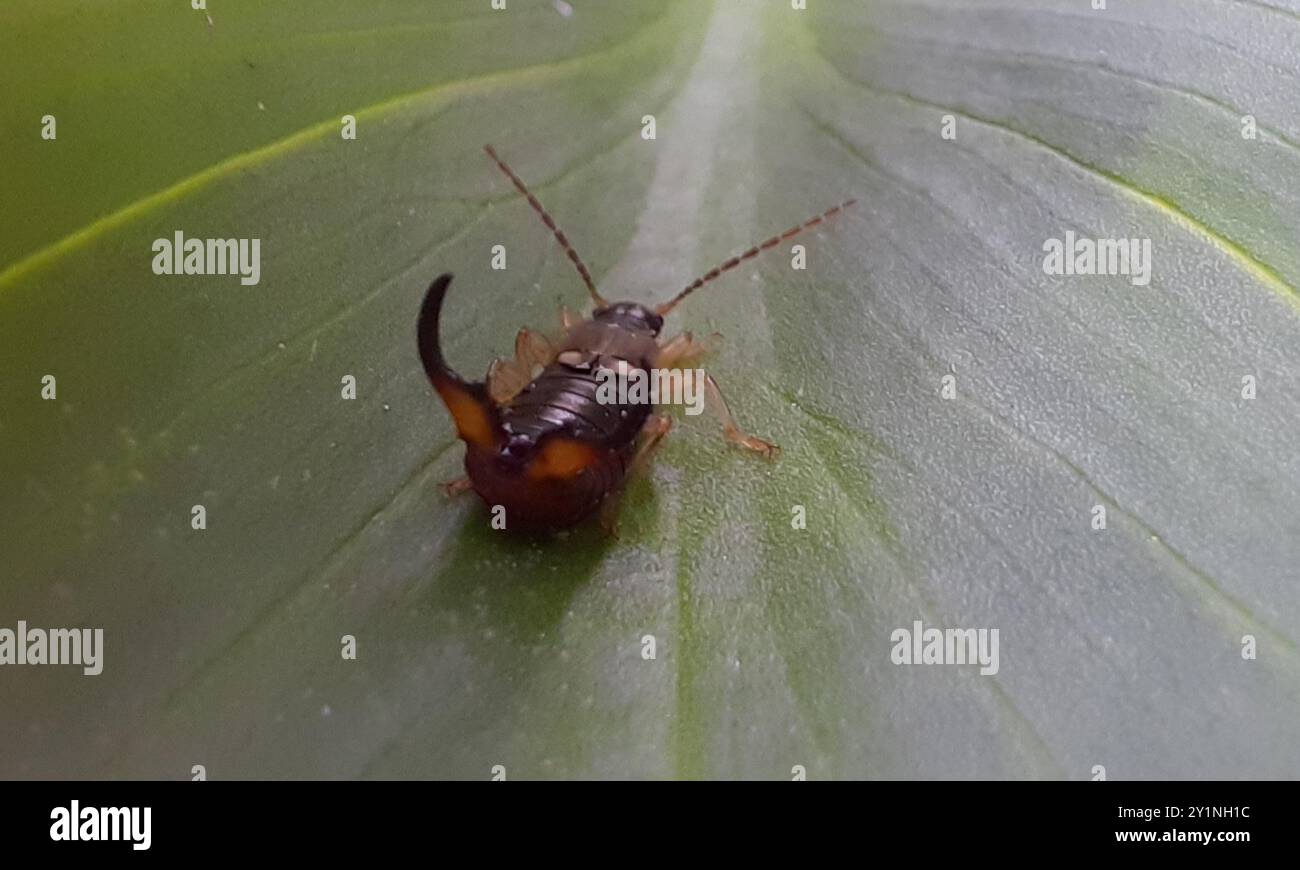 European Earwig Complex (Forficula auricularia) Insecta Stock Photo - Alamy