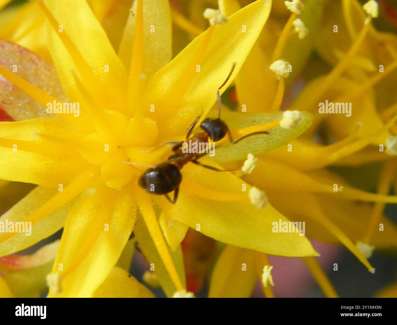 central european bicolored ant (Lasius emarginatus) Insecta Stock Photo ...