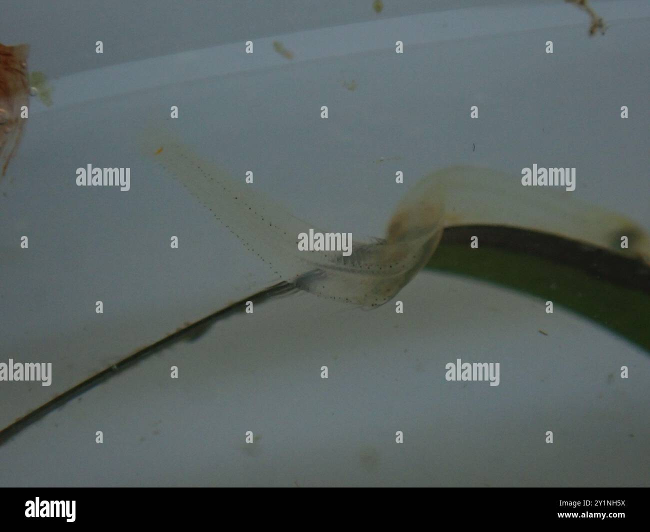 Pholidae hi-res stock photography and images - Alamy