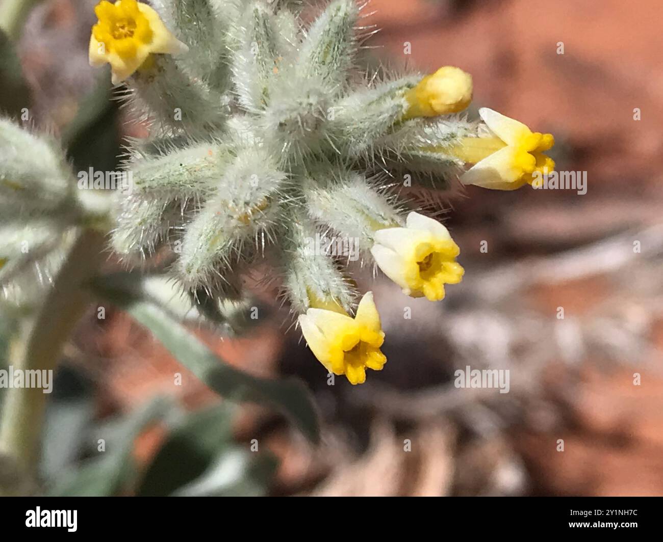 Yellow-flowered Cryptantha (Oreocarya confertiflora) Plantae Stock ...