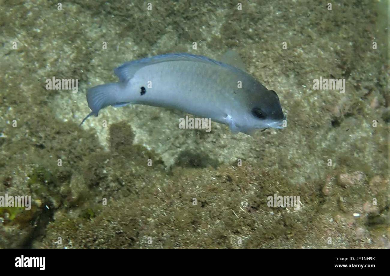 Chrysiptera glauca hi-res stock photography and images - Alamy