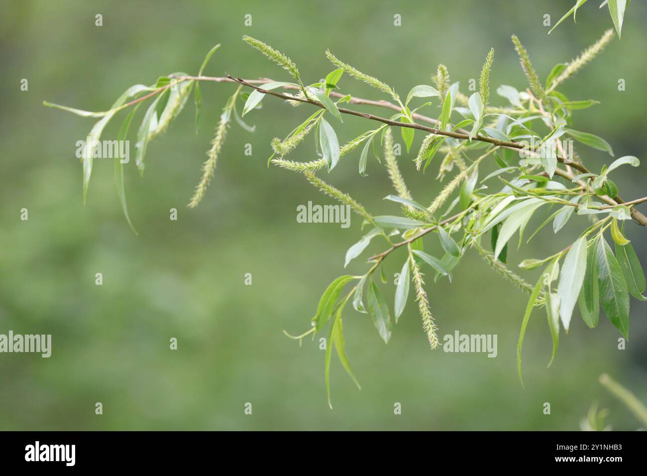 hybrid crack willow (Salix × fragilis) Plantae Stock Photo - Alamy