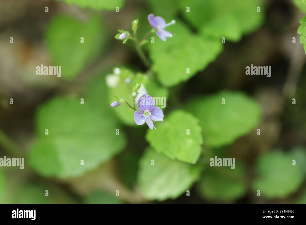 Wood Speedwell (Veronica montana) Plantae Stock Photo - Alamy