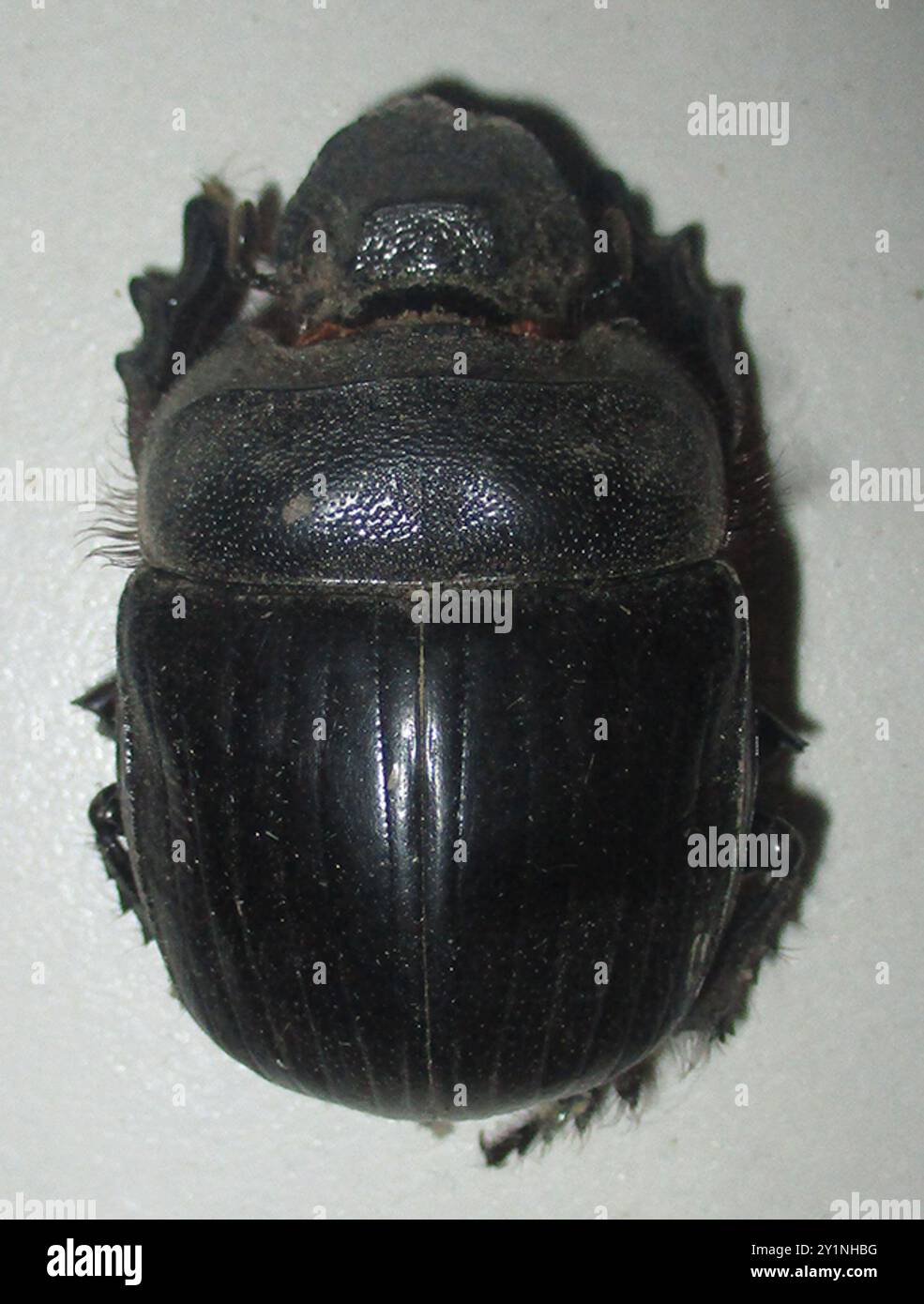 (Heliocopris japetus) Insecta Stock Photo - Alamy