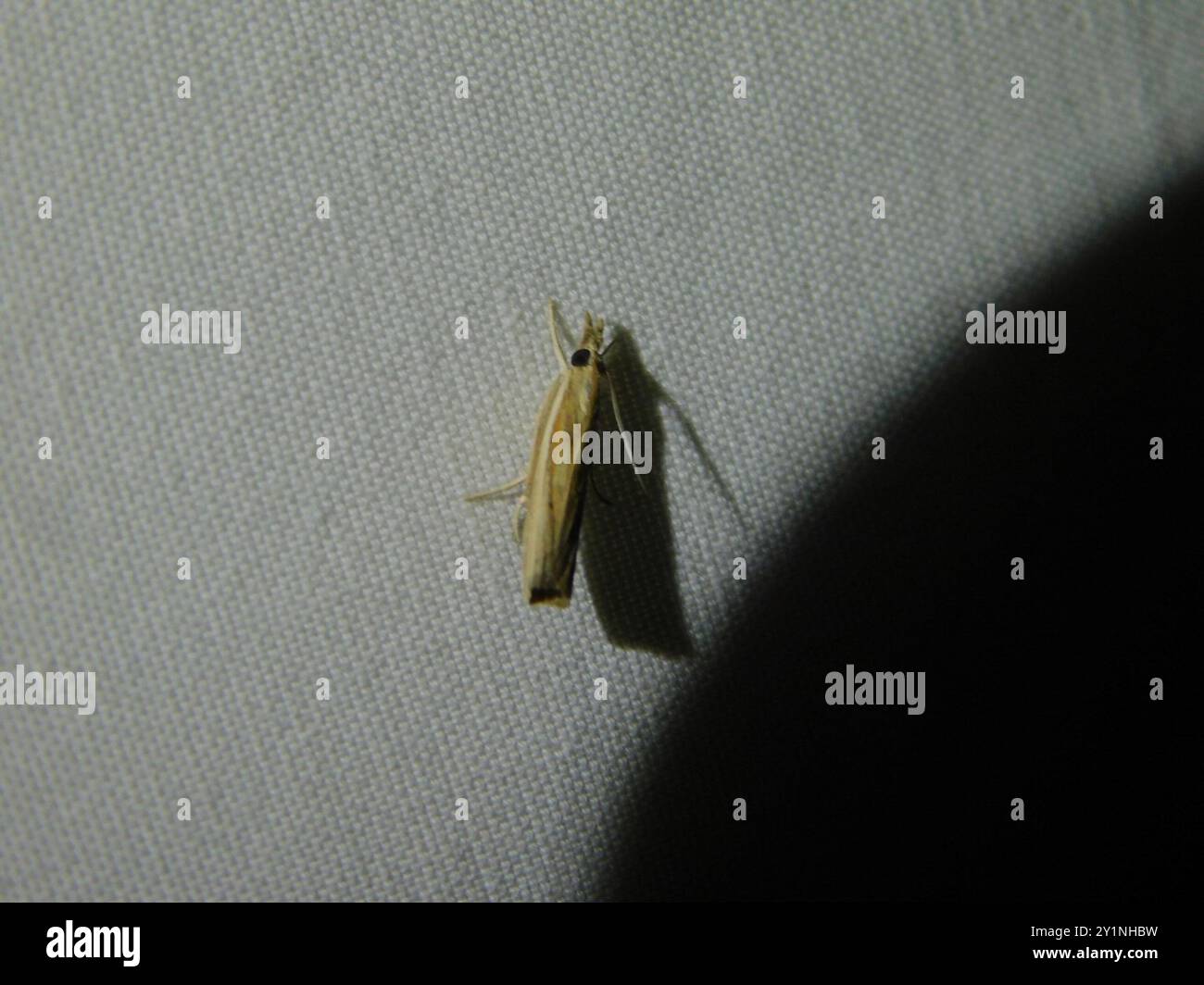 Carpet-grass Webworm Moth (Fissicrambus haytiellus) Insecta Stock Photo ...