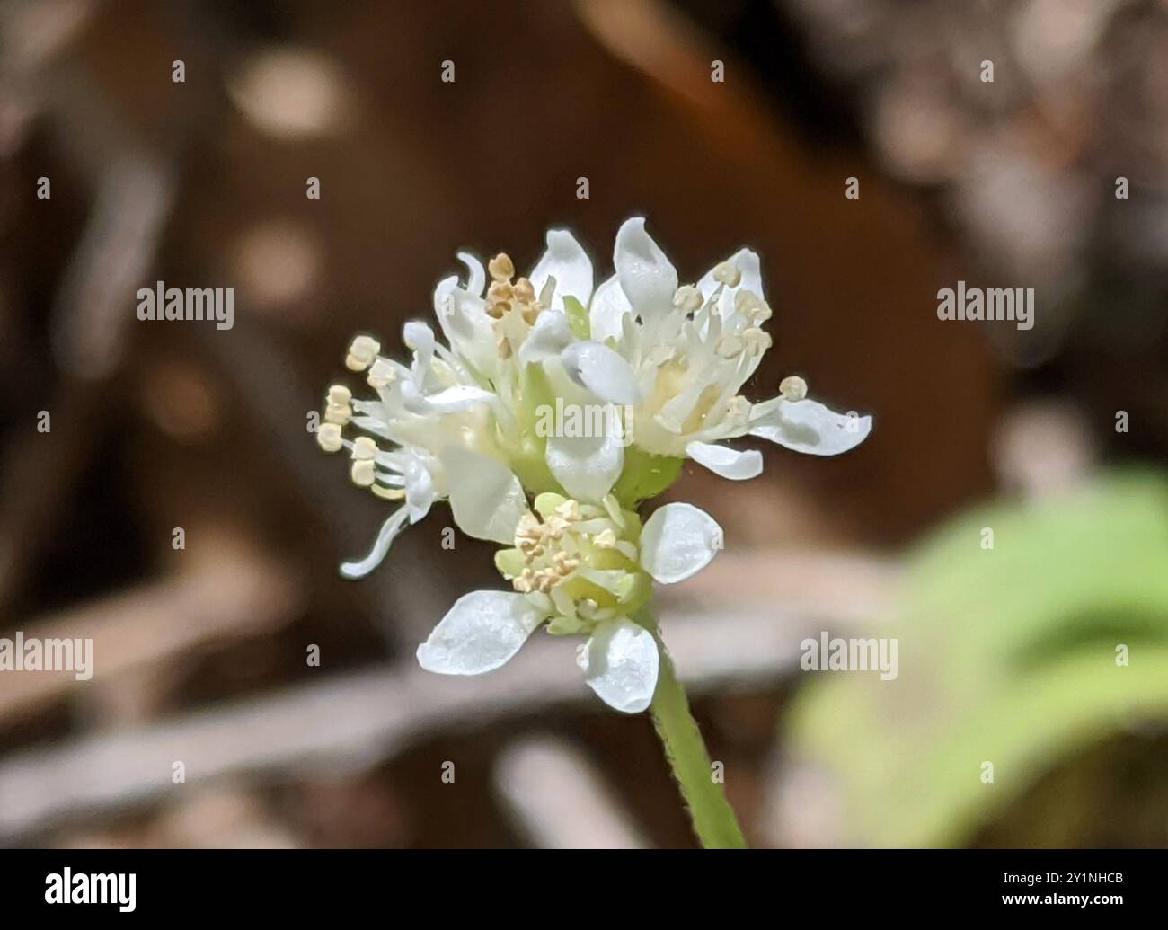 modesty (Whipplea modesta) Plantae Stock Photo - Alamy