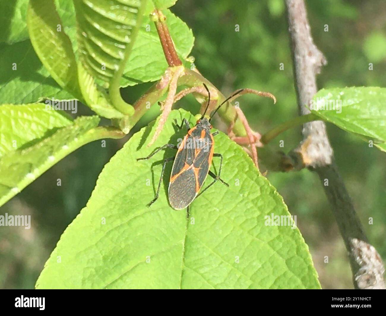 Eastern Boxelder Bug (Boisea trivittata) Insecta Stock Photo - Alamy
