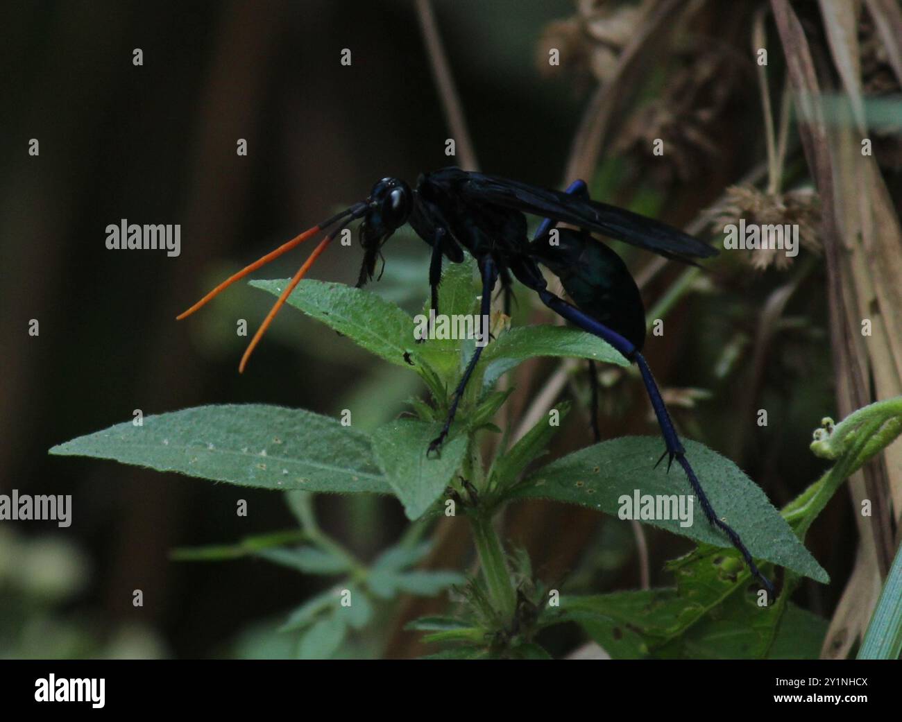 Tarantula-hawk Wasps and Allies (Pepsini) Insecta Stock Photo - Alamy
