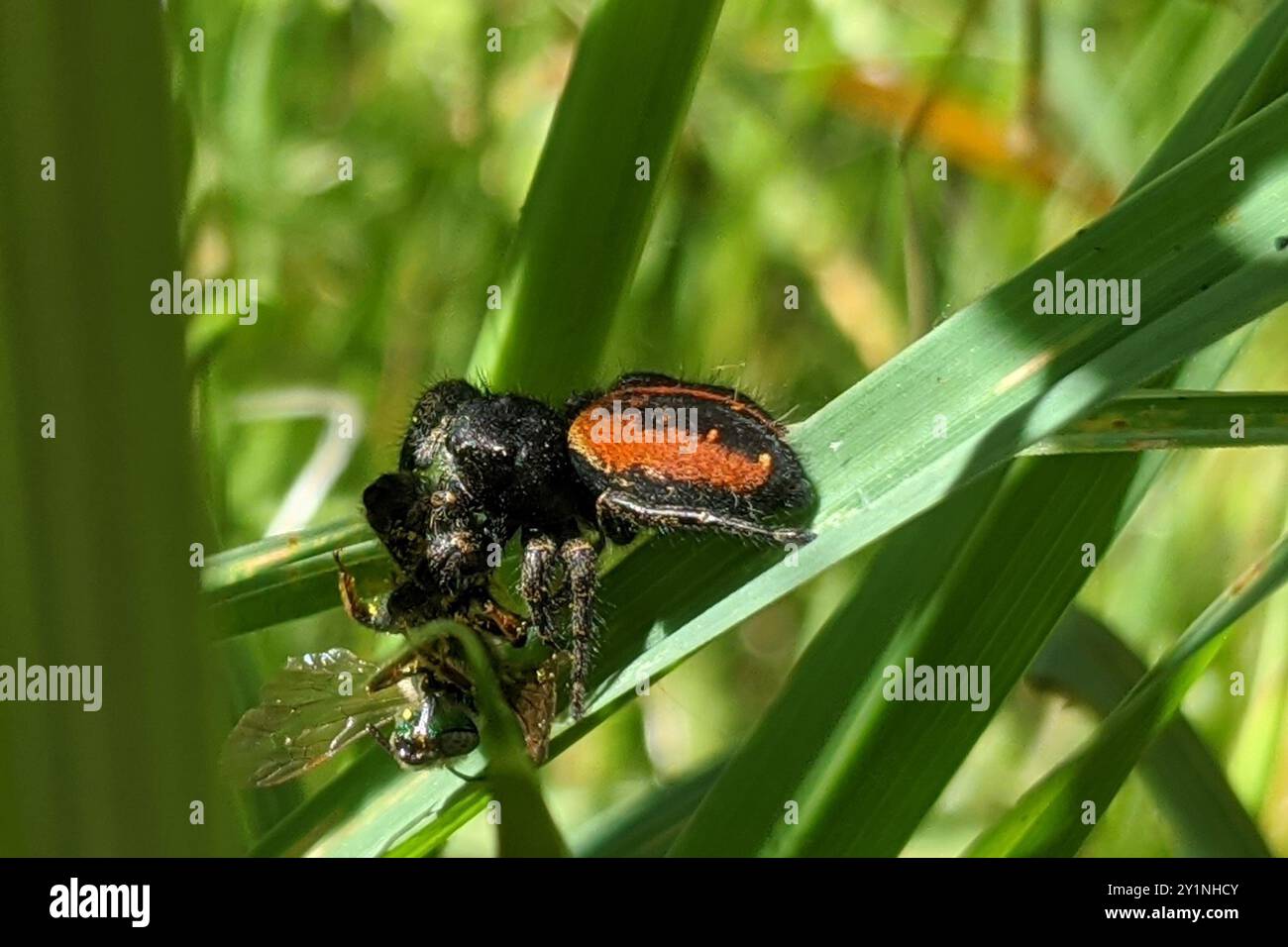 Johnson's Jumping Spider (Phidippus johnsoni) Arachnida Stock Photo - Alamy