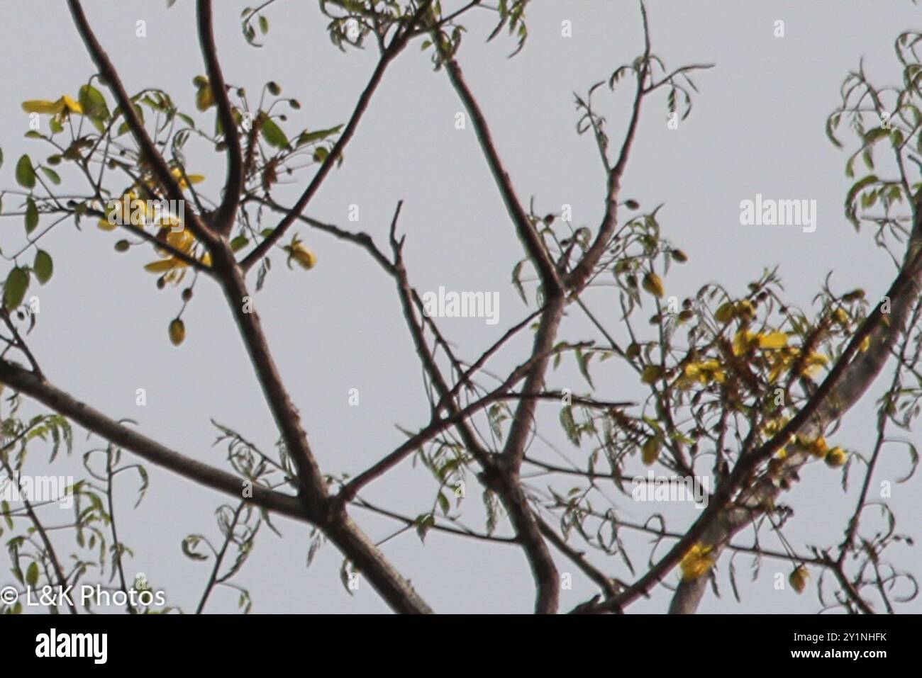 sjambok-pod (Cassia abbreviata) Plantae Stock Photo - Alamy