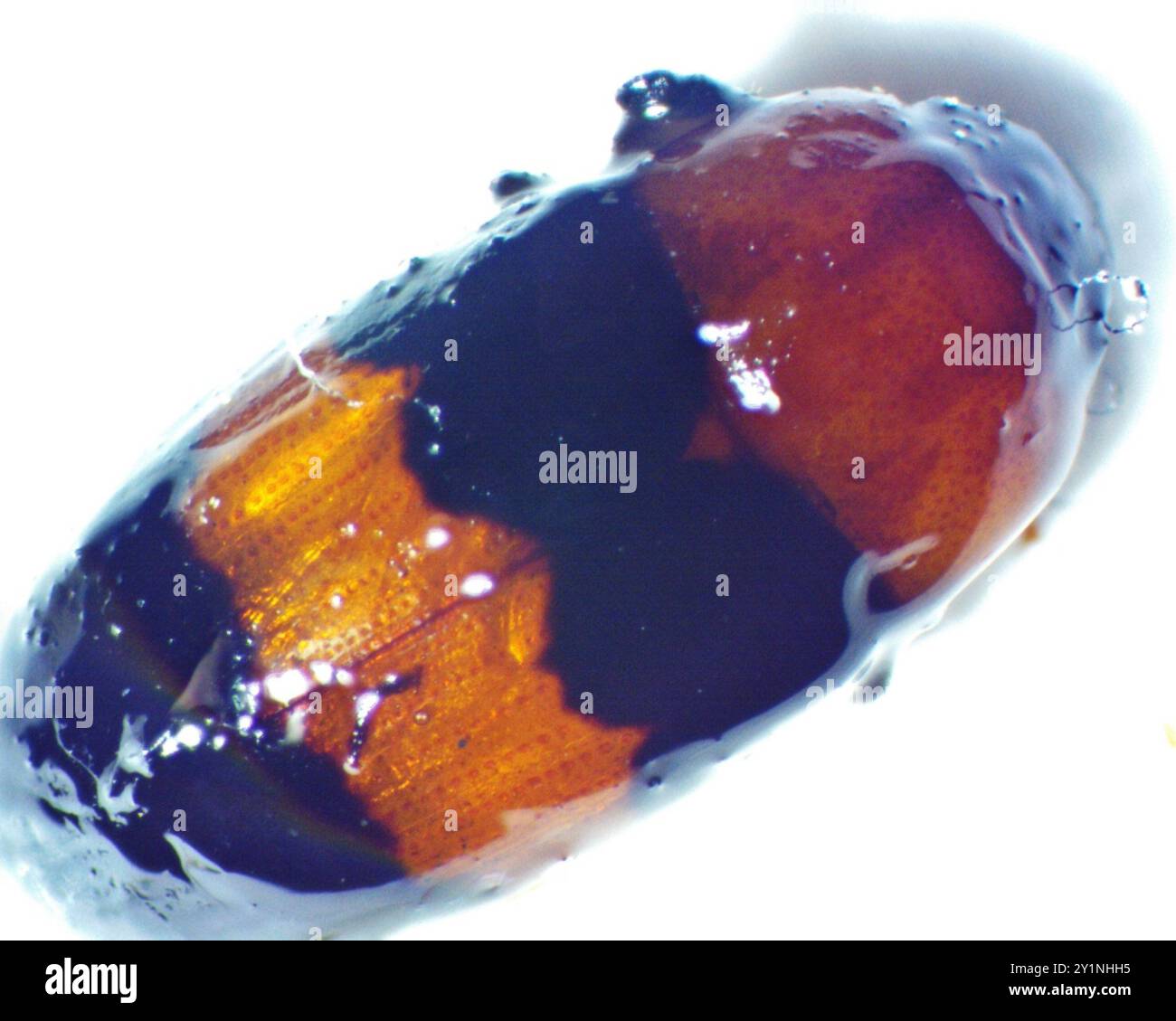 (Triplax festiva) Insecta Stock Photo - Alamy