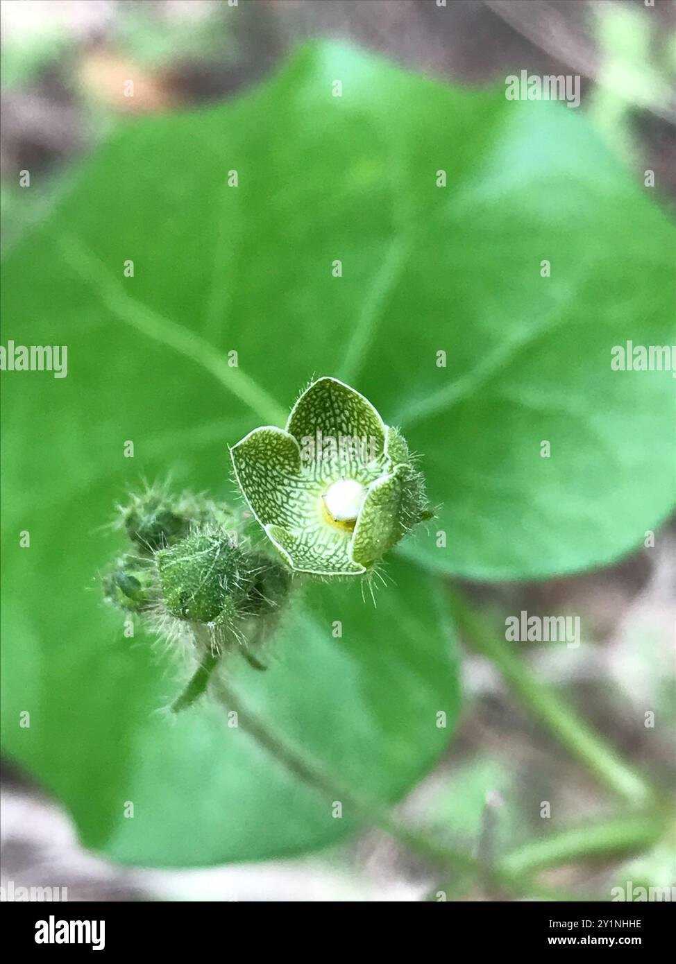 Pearl Milkweed (Matelea reticulata) Plantae Stock Photo - Alamy