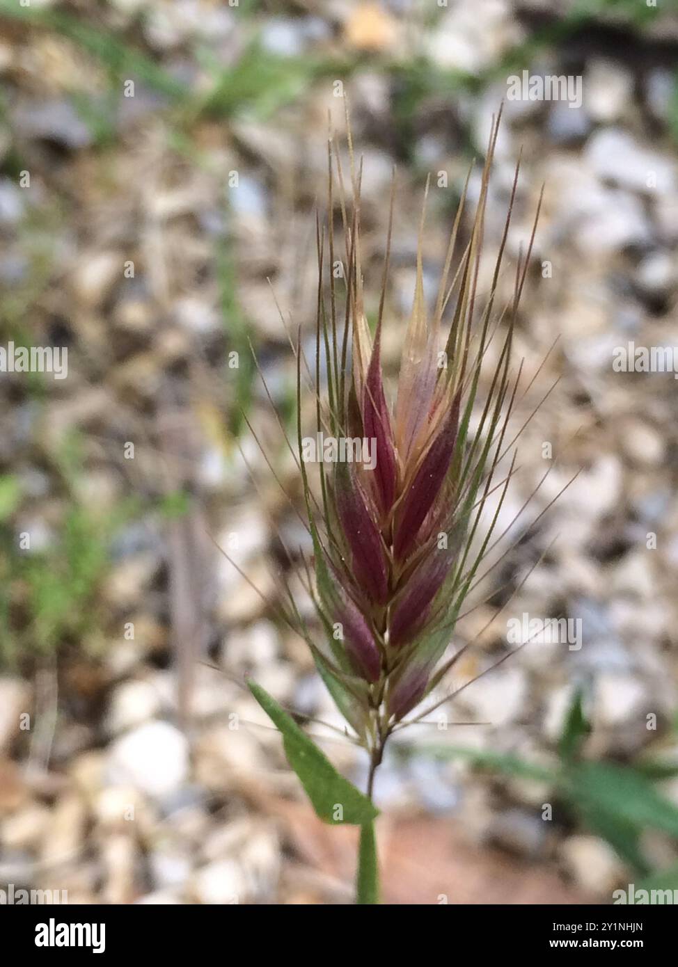 grasses (Poaceae) Plantae Stock Photo - Alamy