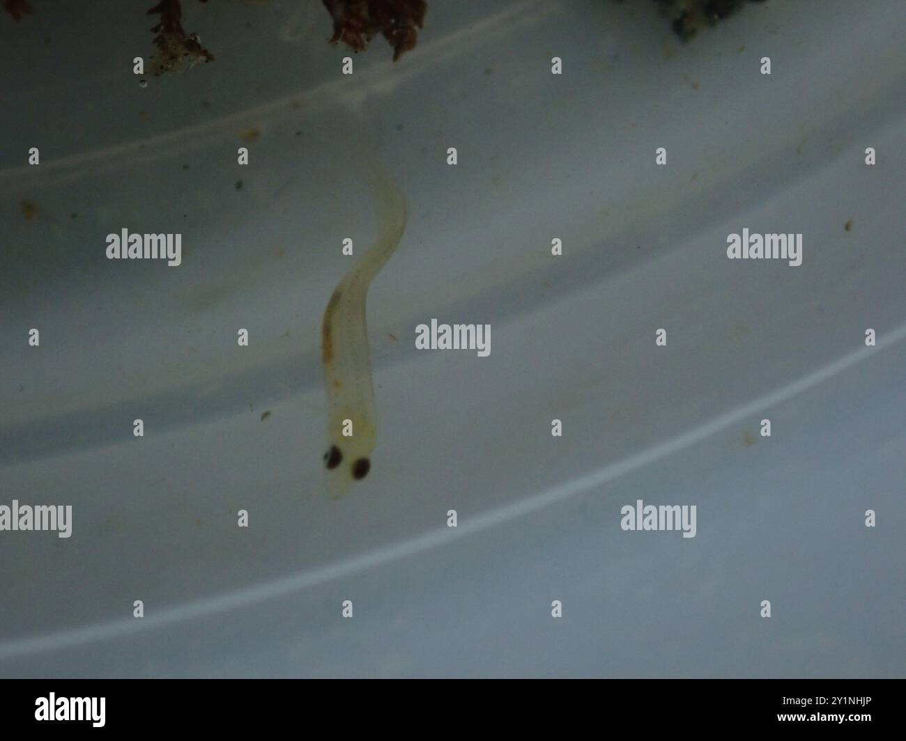 Pholidae hi-res stock photography and images - Alamy