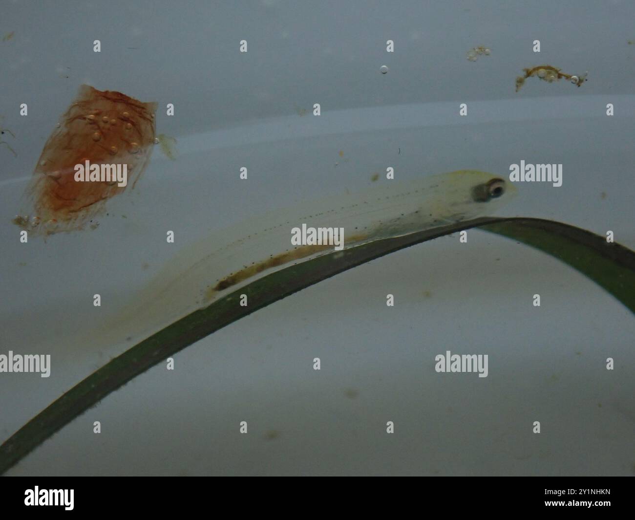 Pholidae hi-res stock photography and images - Alamy