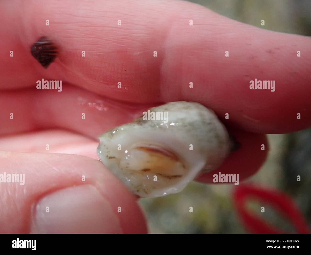 Atlantic Dogwhelk (Nucella lapillus) Mollusca Stock Photo - Alamy