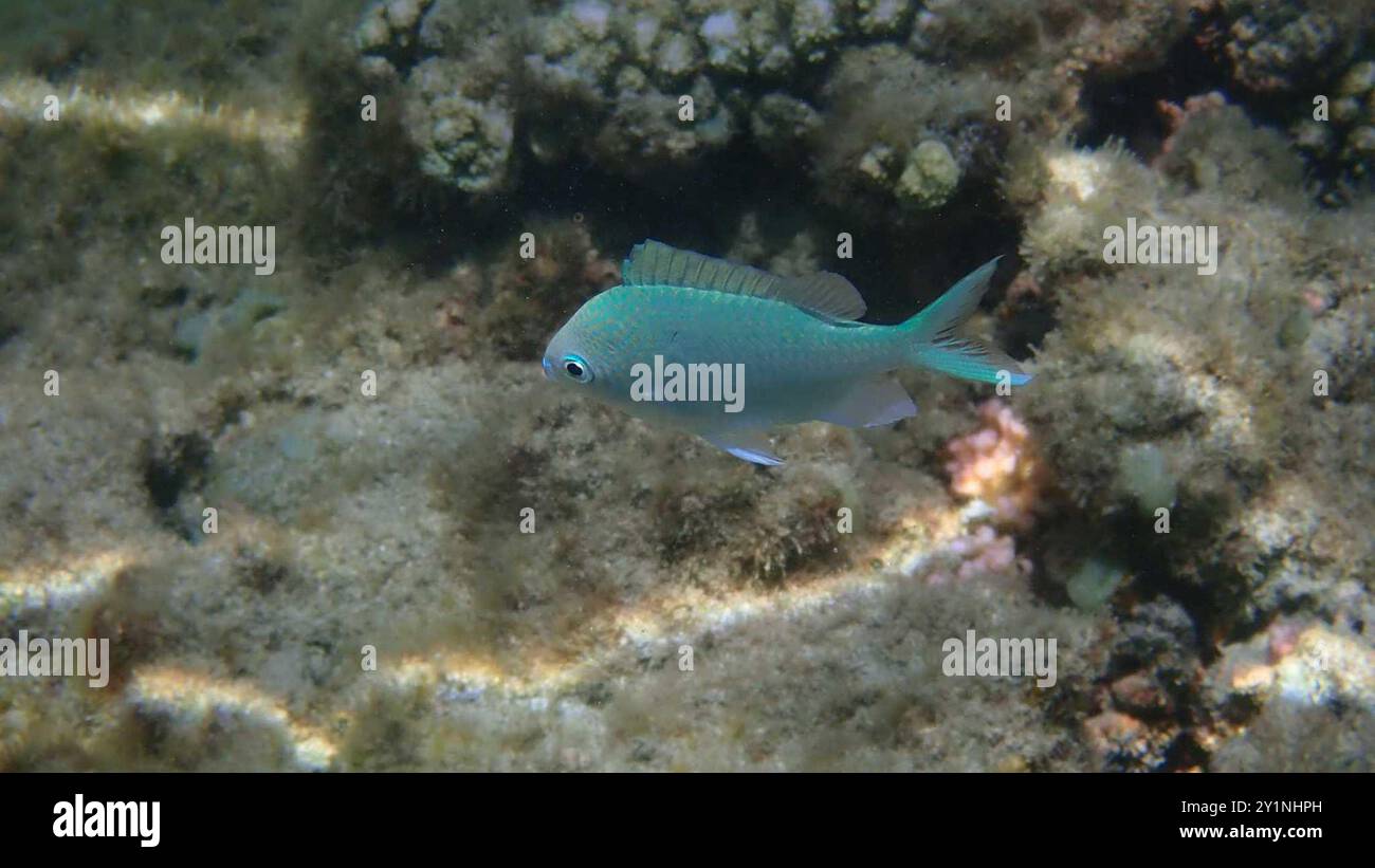 Blue-green Chromis (Chromis viridis) Actinopterygii Stock Photo - Alamy