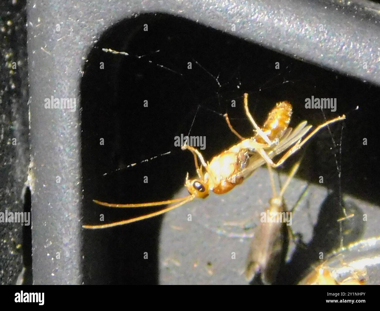 Rough-node Trap-jaw Ant (Odontomachus ruginodis) Insecta Stock Photo ...