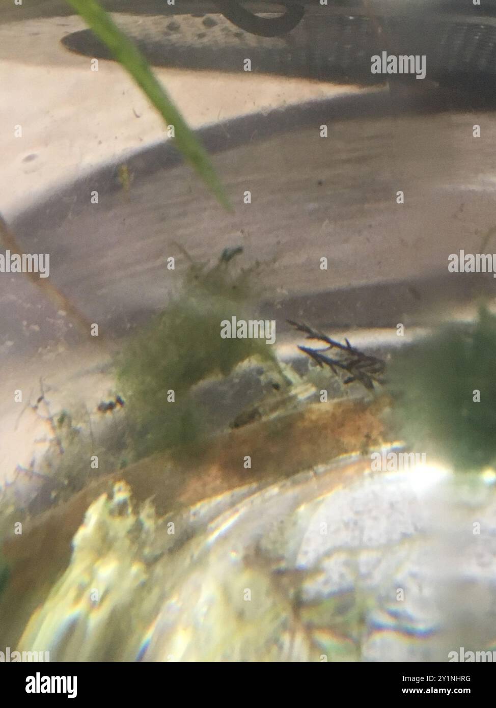 Least Killifish (Heterandria formosa) Actinopterygii Stock Photo - Alamy