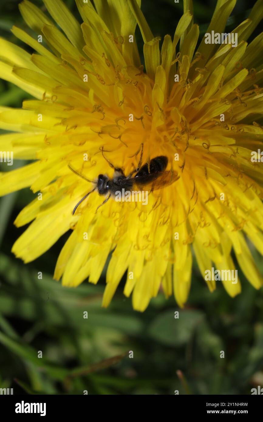 Mining Bees (Andrena) Insecta Stock Photo - Alamy