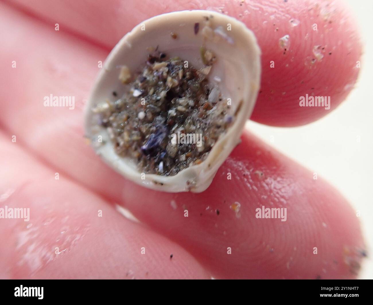 West Atlantic Surfclam (Spisula solidissima) Mollusca Stock Photo - Alamy