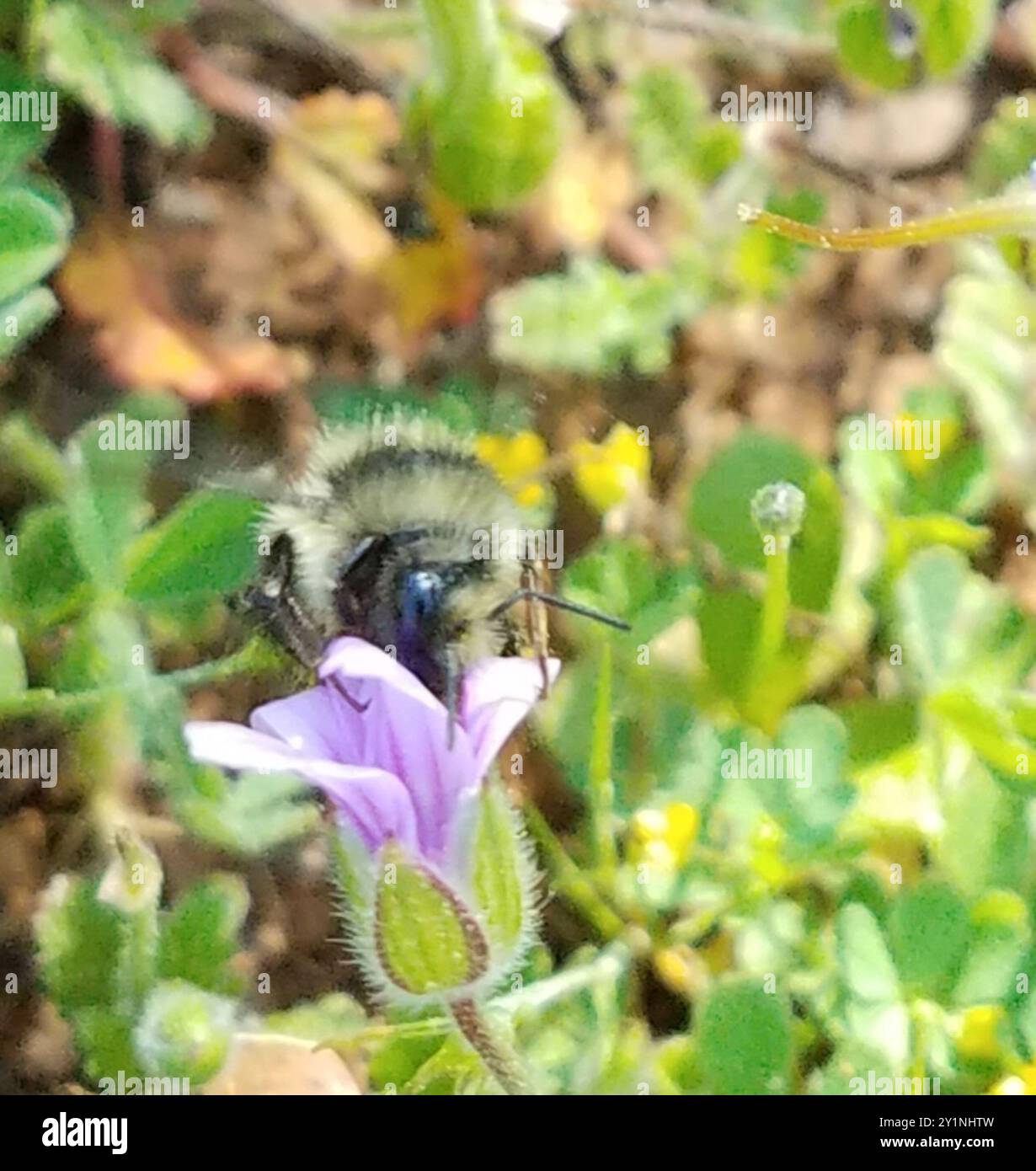 Black-tailed Bumble Bee (Bombus melanopygus) Insecta Stock Photo - Alamy