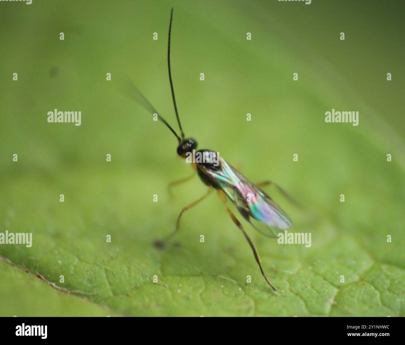 Ants, Bees, Wasps, and Sawflies (Hymenoptera) Insecta Stock Photo - Alamy