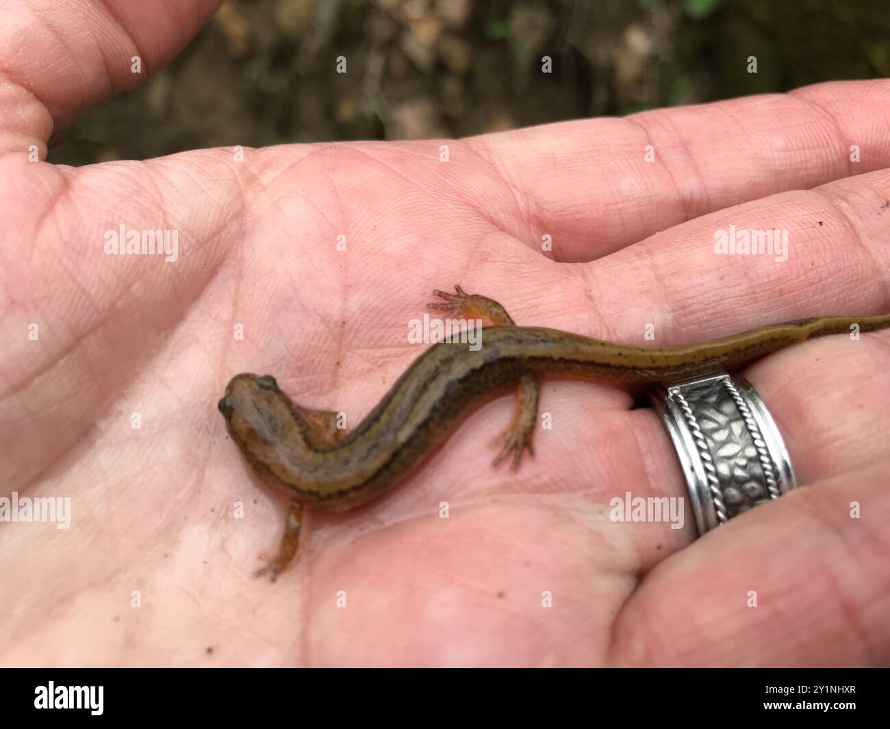 Southern Two-lined Salamander (Eurycea cirrigera) Amphibia Stock Photo ...