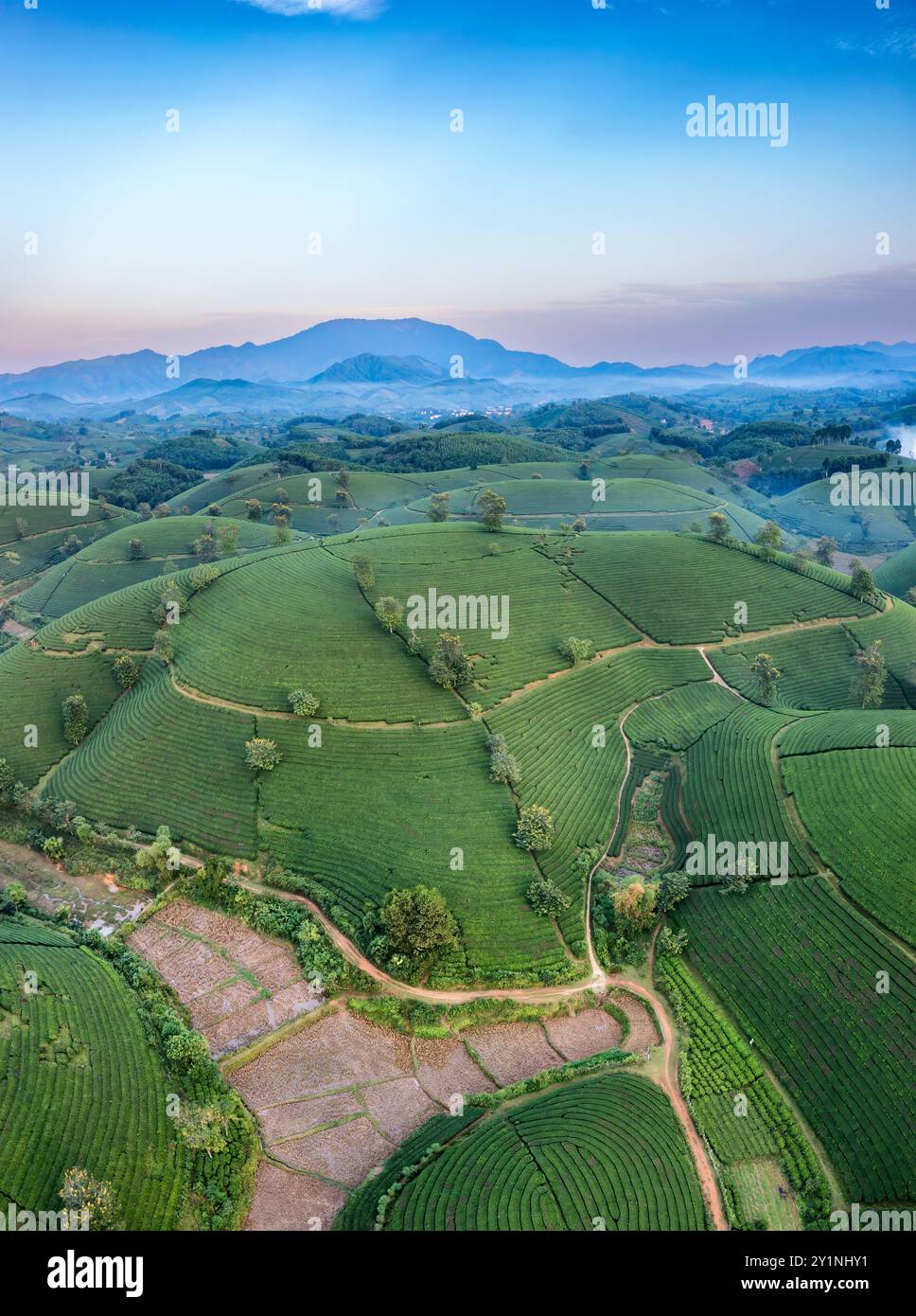 Aerial view of tea plantation and sunrise at Long Coc tea hill, Phu Tho ...