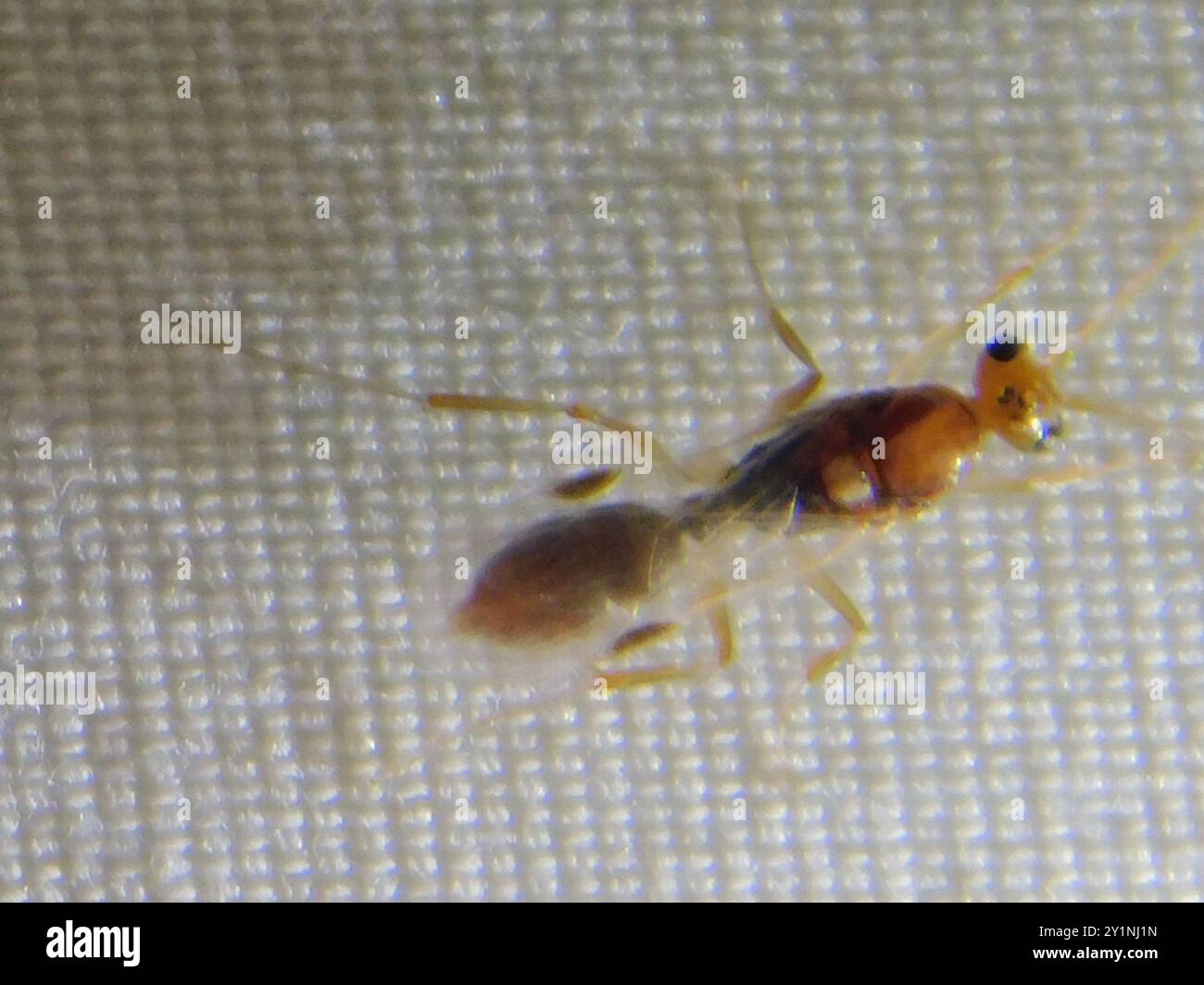 Rough-node Trap-jaw Ant (Odontomachus ruginodis) Insecta Stock Photo ...