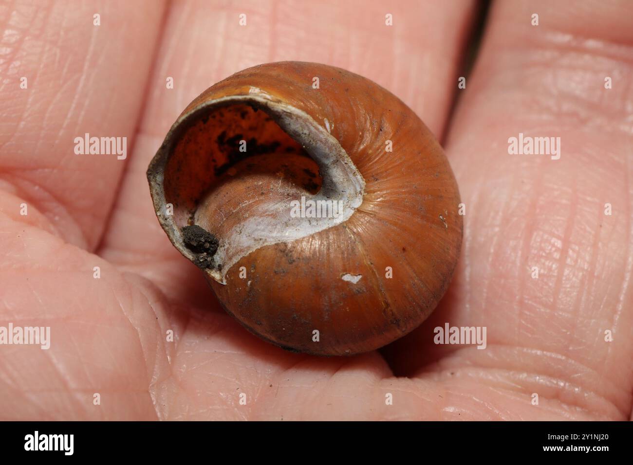 Brown-lipped Snail (Cepaea nemoralis) Mollusca Stock Photo - Alamy