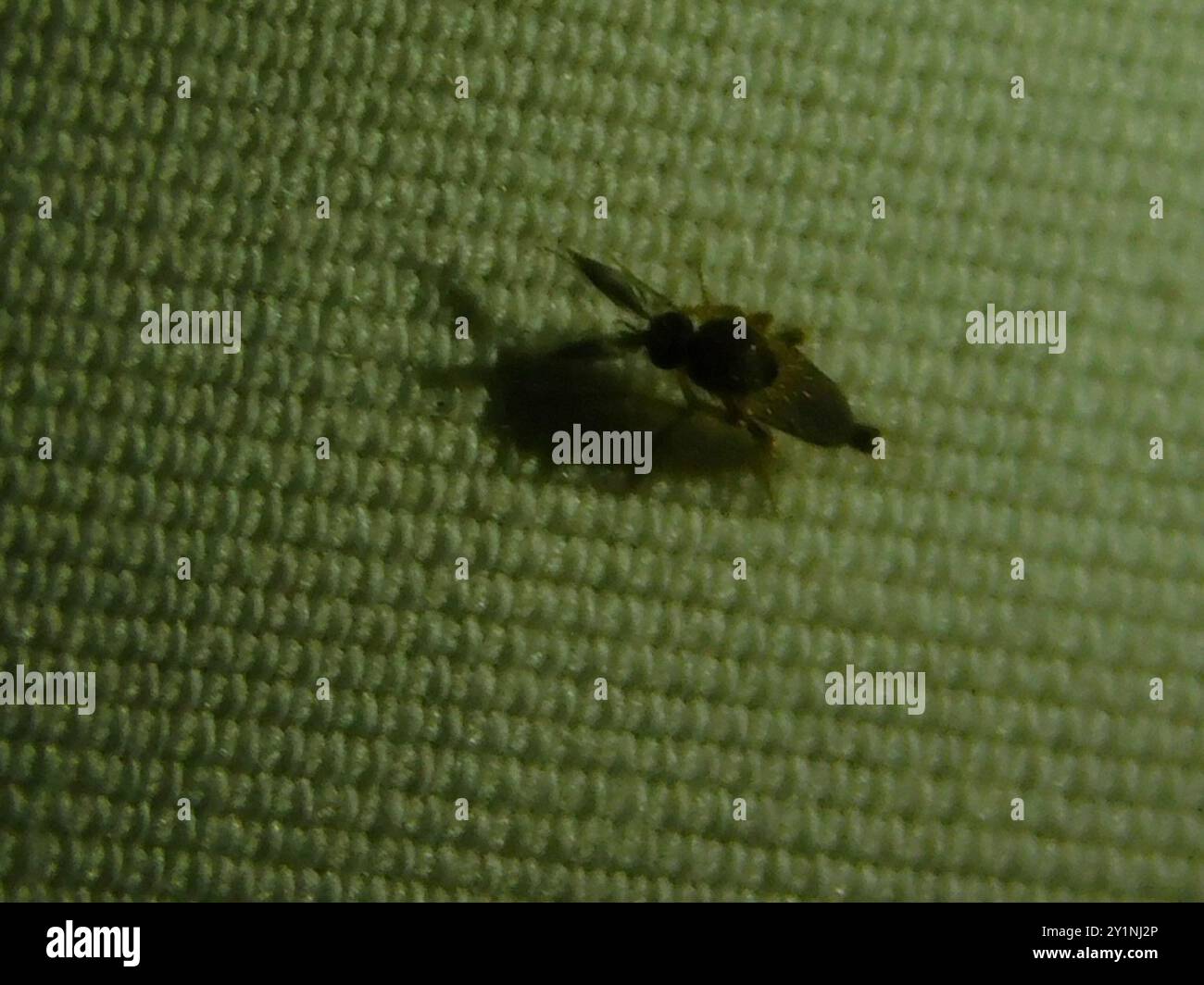 Biting Midges (Ceratopogonidae) Insecta Stock Photo - Alamy