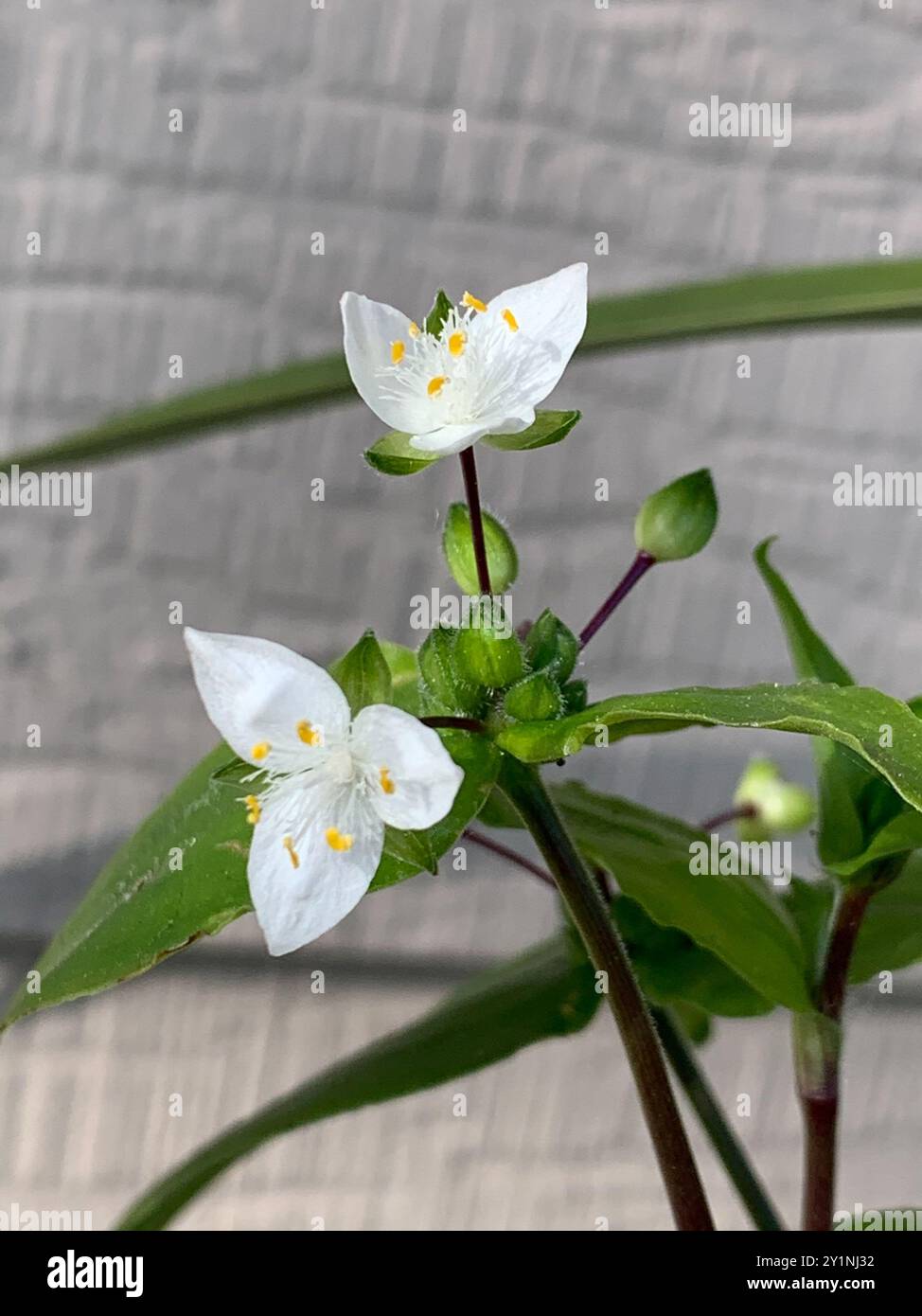 small-leaf spiderwort (Tradescantia fluminensis) Plantae Stock Photo ...
