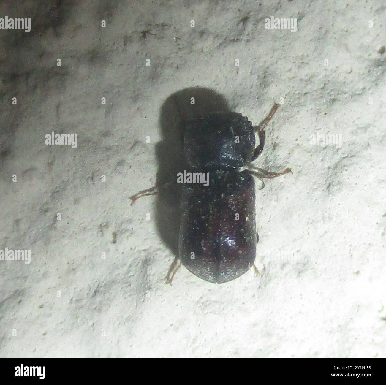 Auger Beetles (Bostrichidae) Insecta Stock Photo - Alamy