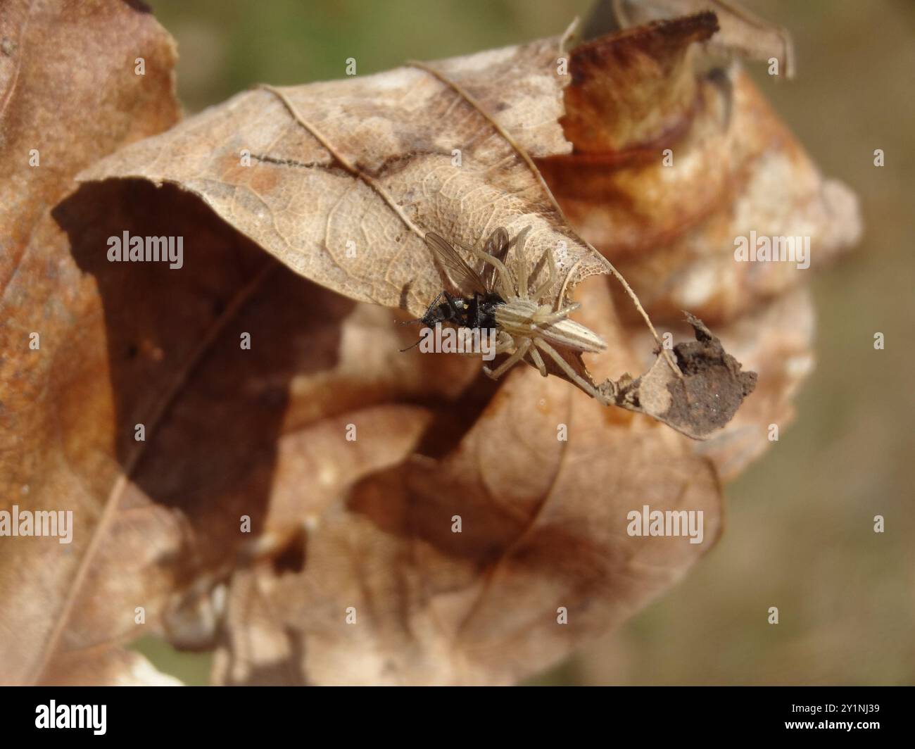 Slender Crab Spiders (Tibellus) Arachnida Stock Photo - Alamy