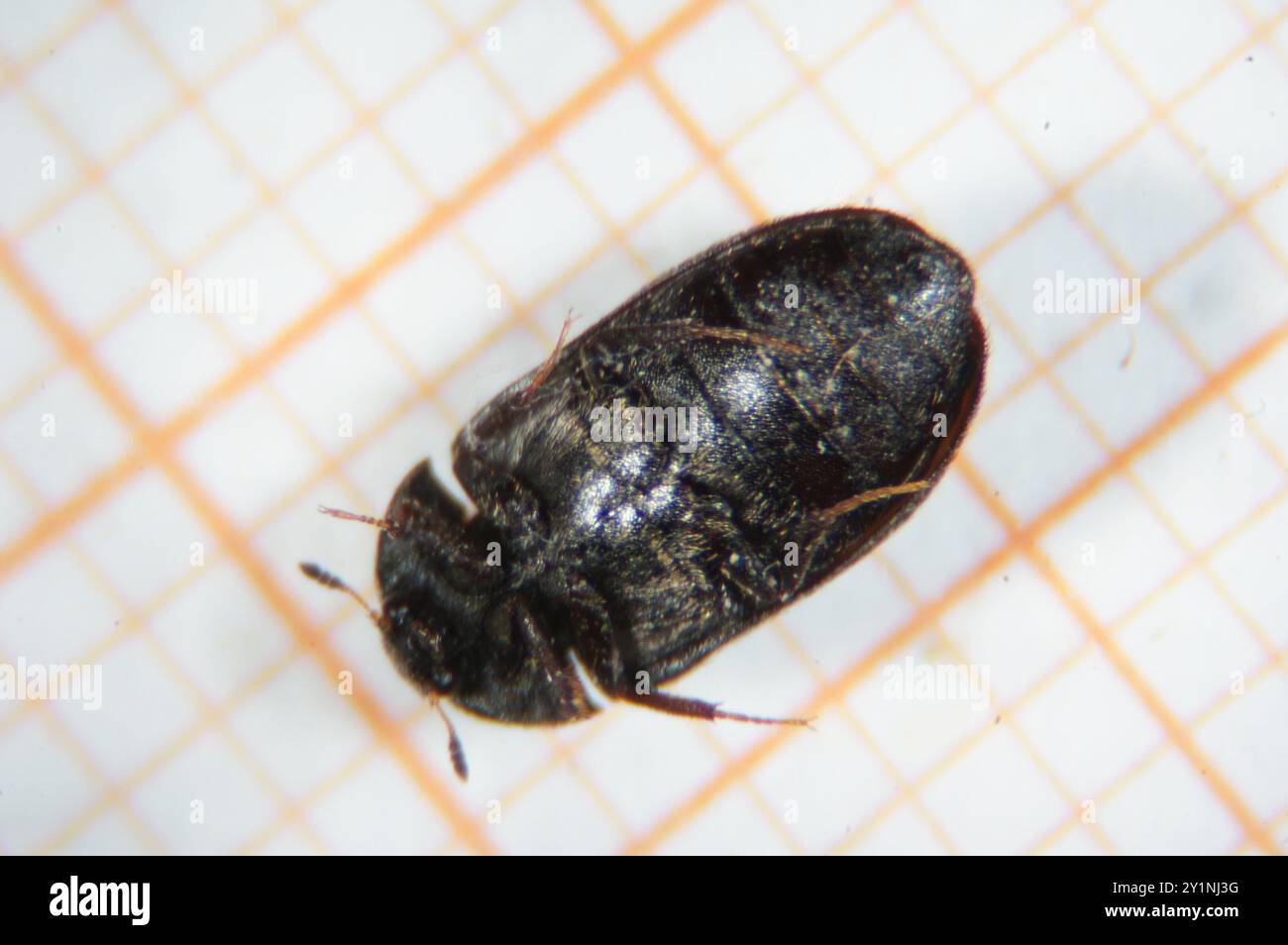 Black Carpet Beetles (Attagenus) Insecta Stock Photo - Alamy