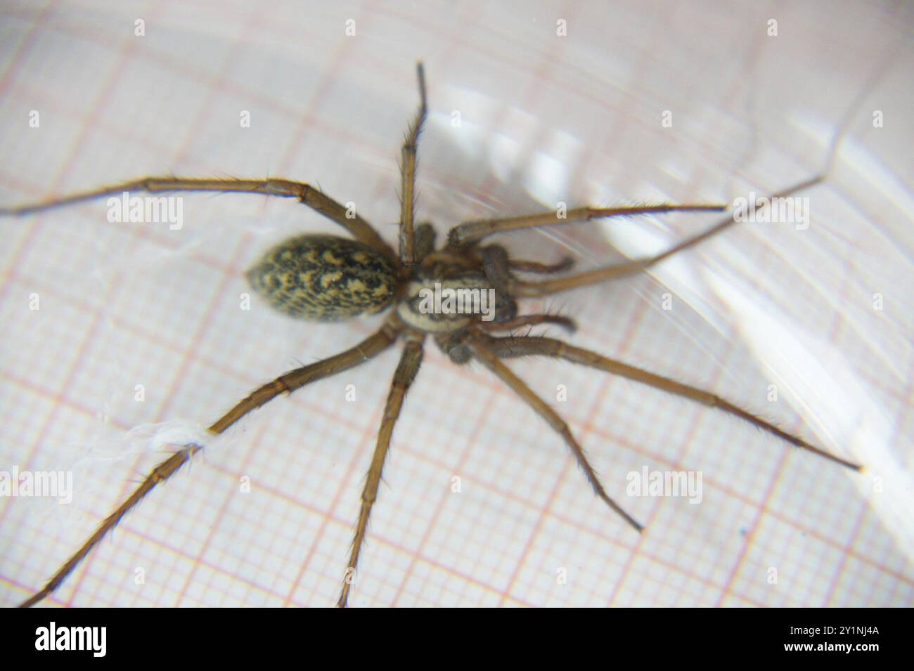 Giant House Spider (Eratigena atrica) Arachnida Stock Photo - Alamy