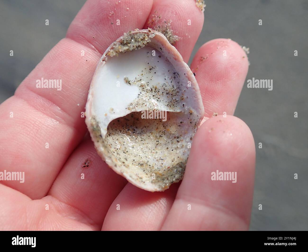 Common Atlantic Slippersnail (Crepidula fornicata) Mollusca Stock Photo ...