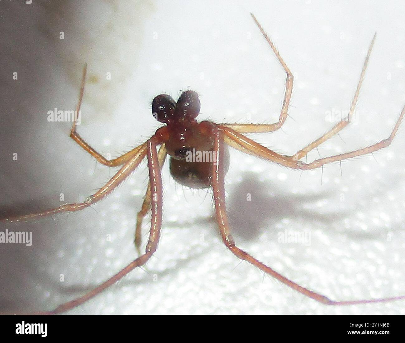 Spiders (Araneae) Arachnida Stock Photo - Alamy