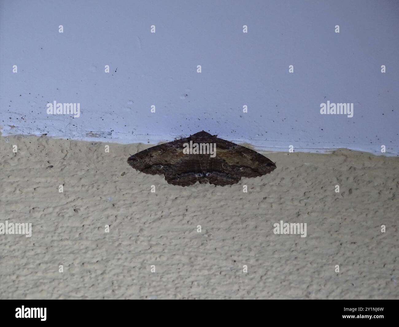Lunate Zale Moth (Zale lunata) Insecta Stock Photo - Alamy
